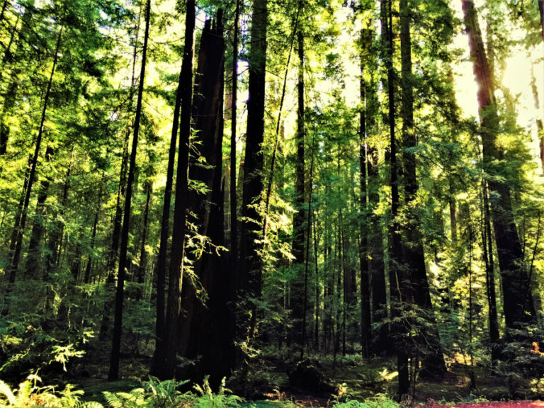 Visiting Avenue of The Giants: The Scenic Drive Through The Redwoods